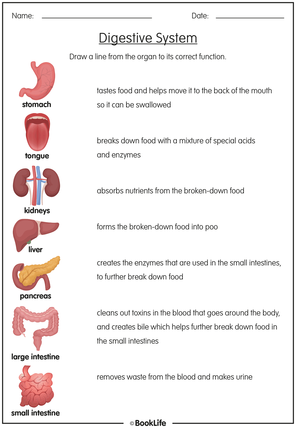 Digestive System Worksheet For Grade 4 Digestive System Worksheet For Grade 4