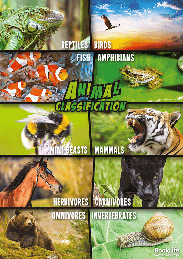Animal Classification Poster | BookLife