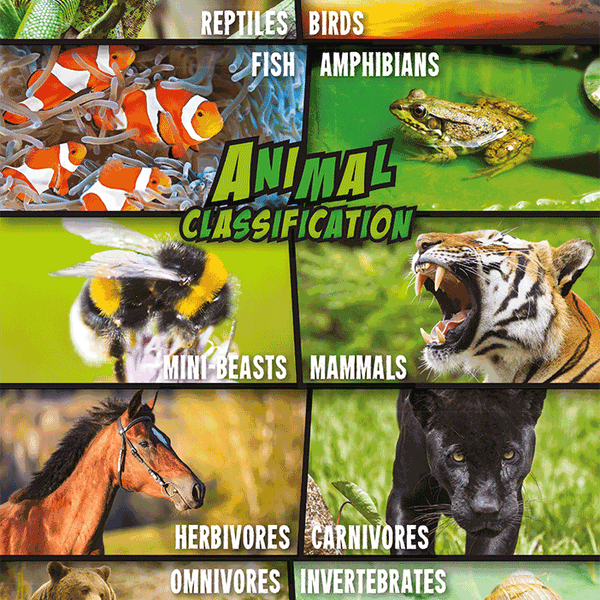 Animal Classification Poster Set Animal Classification