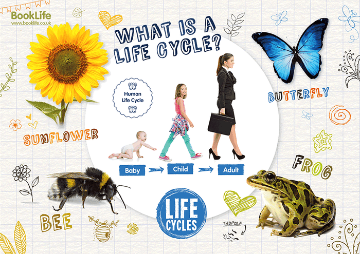 Life Cycles Poster | BookLife
